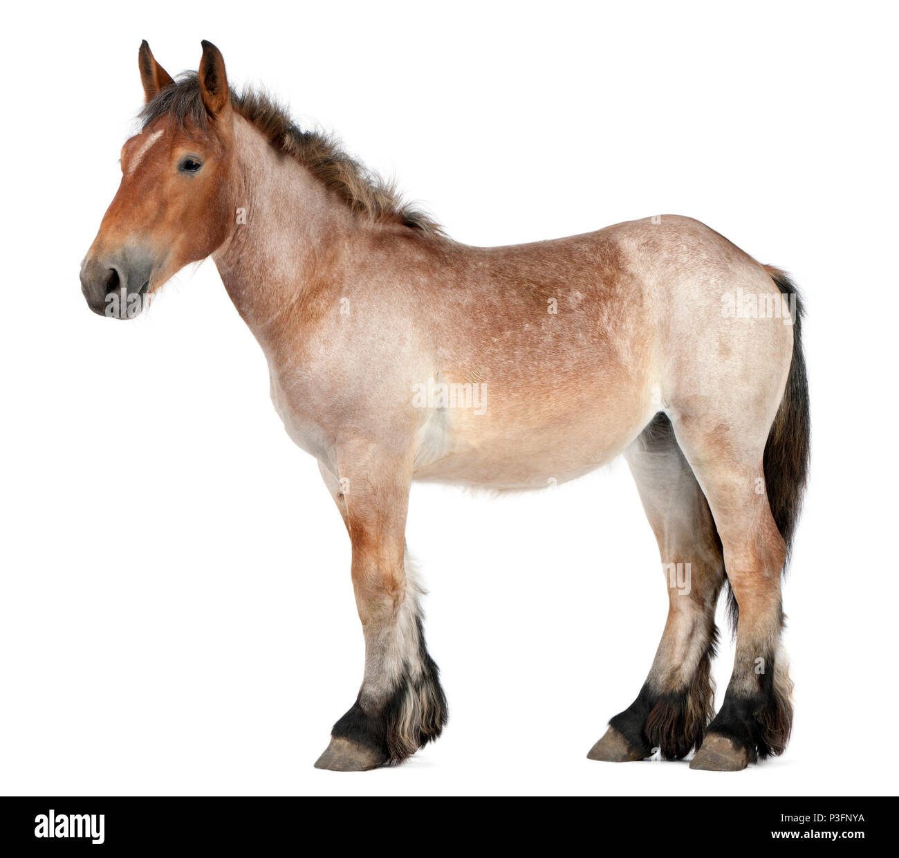 Belgian Horse Breed