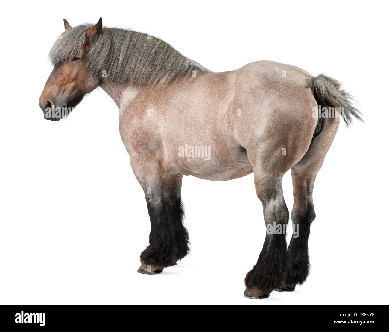 Belgian horse, Belgian Heavy Horse, Brabancon, a draft horse breed, 11 ...