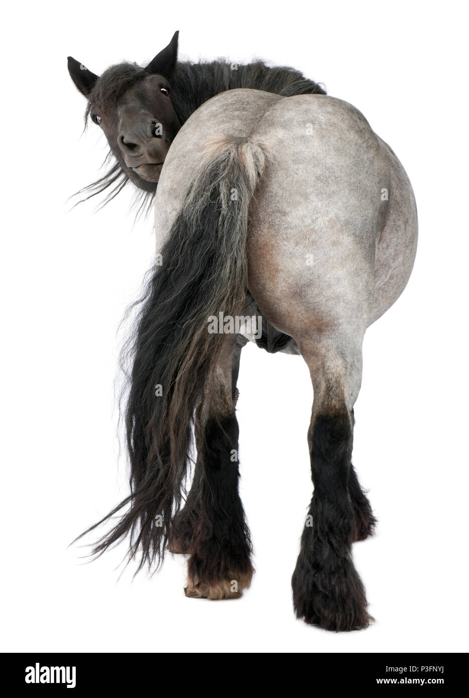 Belgian horse, Belgian Heavy Horse, Brabancon, a draft horse breed ...