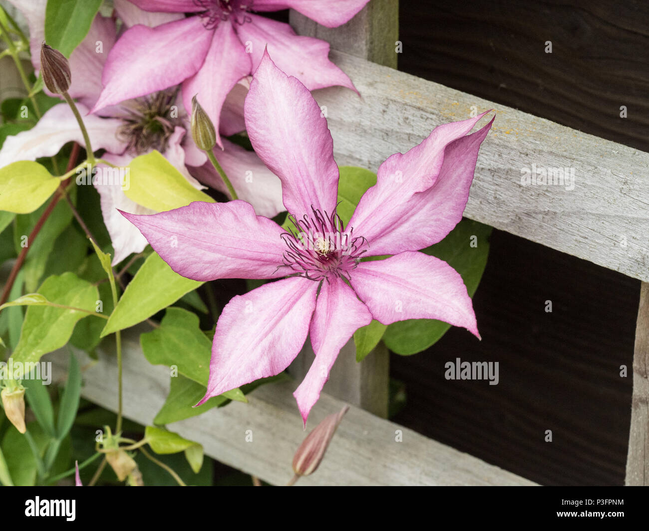 Close up of a flower of Clematis Giselle growing on a trellis Stock ...