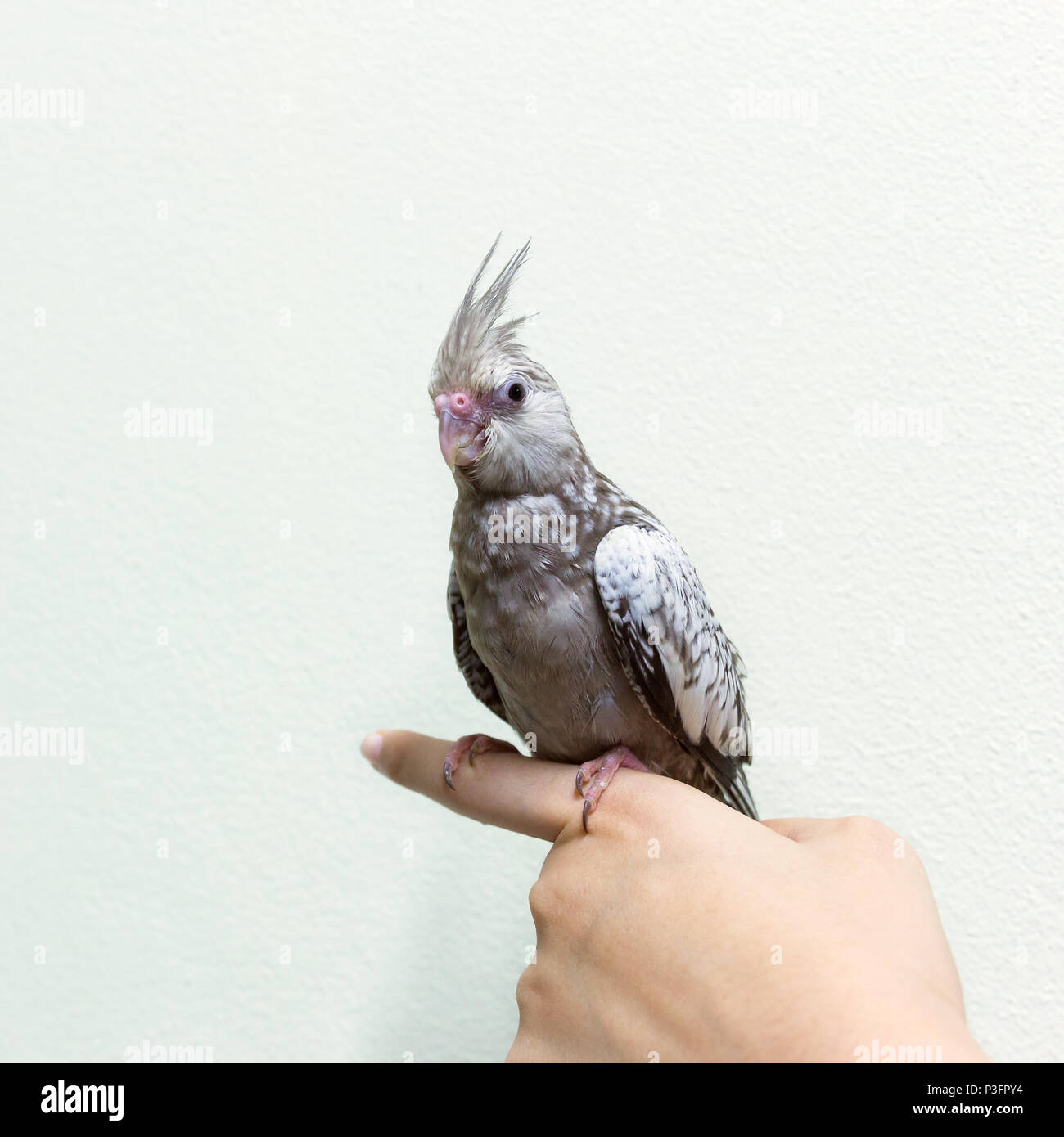 Baby Cockatiel Bird