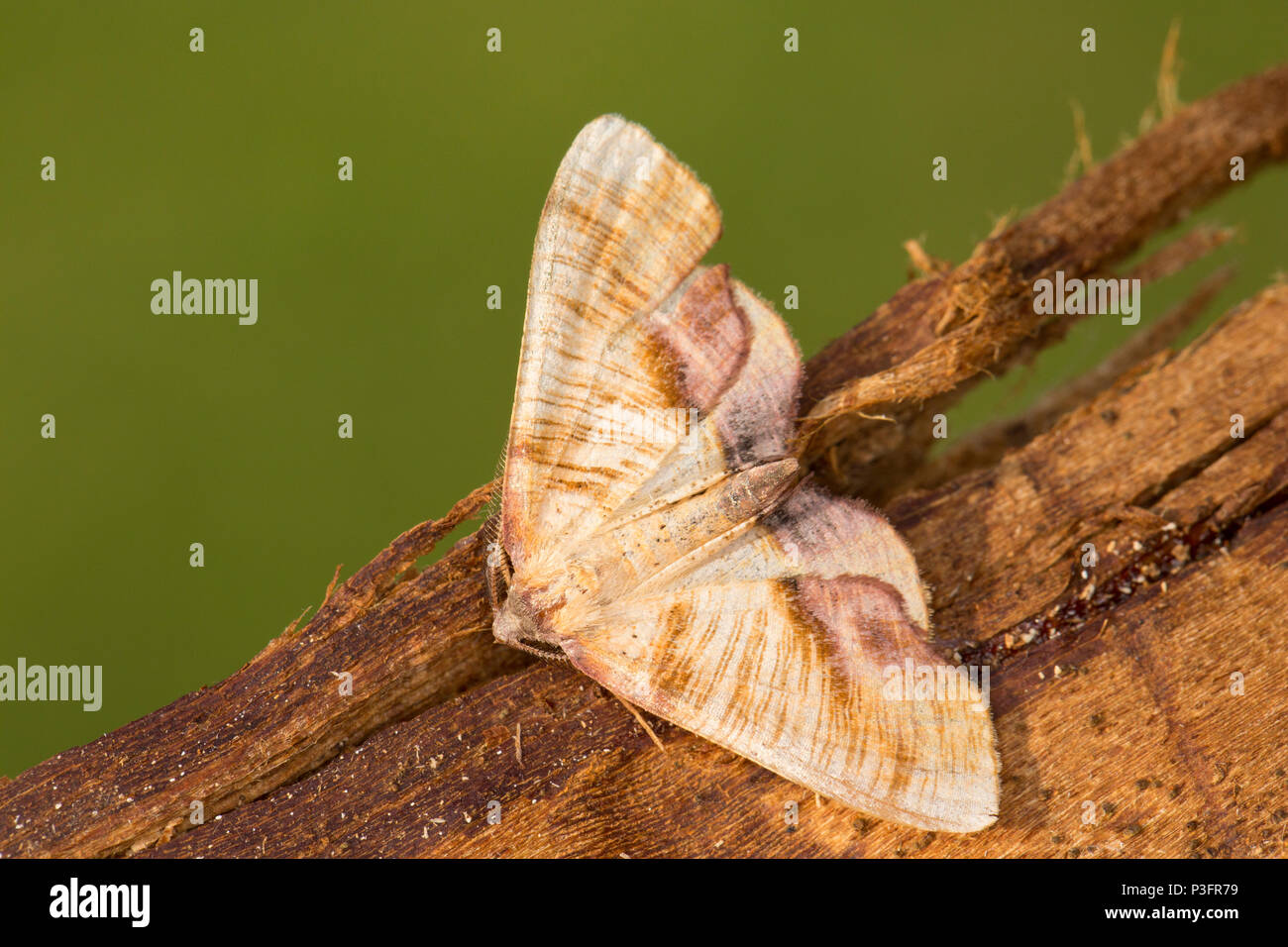 A scorched wing moth, Plagodis dolabraria, that was caught in a mercury ...