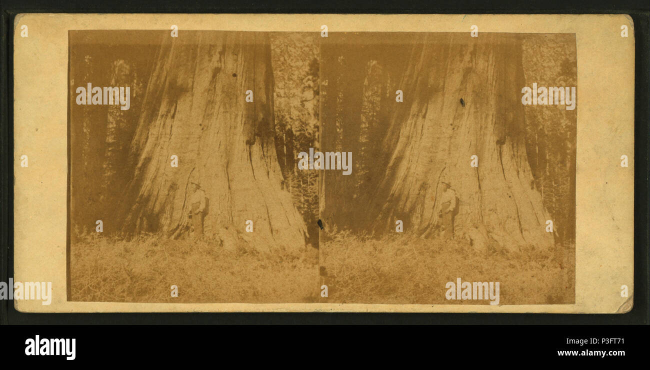 94 feet circumference hi-res stock photography and images - Alamy