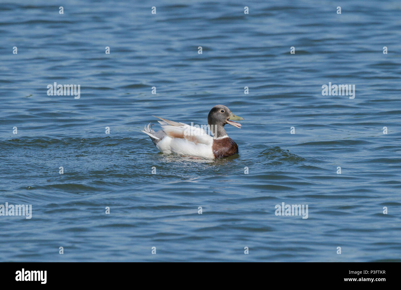 Duck in the water Stock Photo - Alamy