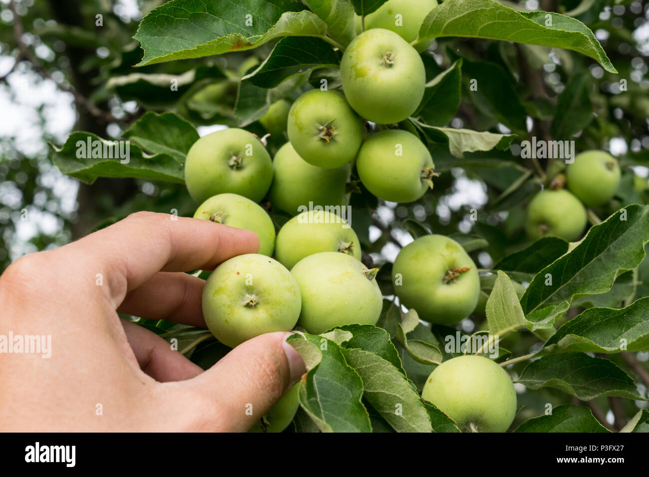 Picking apple from branch hi-res stock photography and images - Alamy