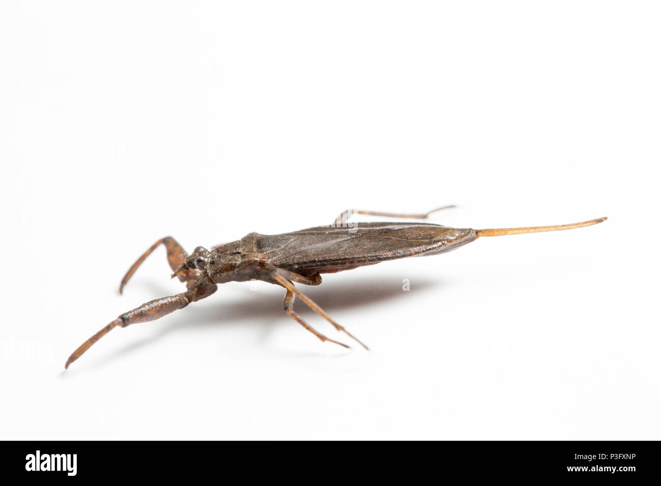 Water scorpion hi-res stock photography and images - Alamy