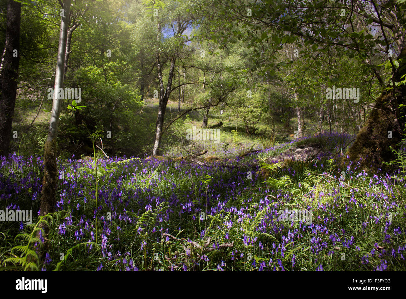 Scottish highlands isle syke hi-res stock photography and images - Alamy