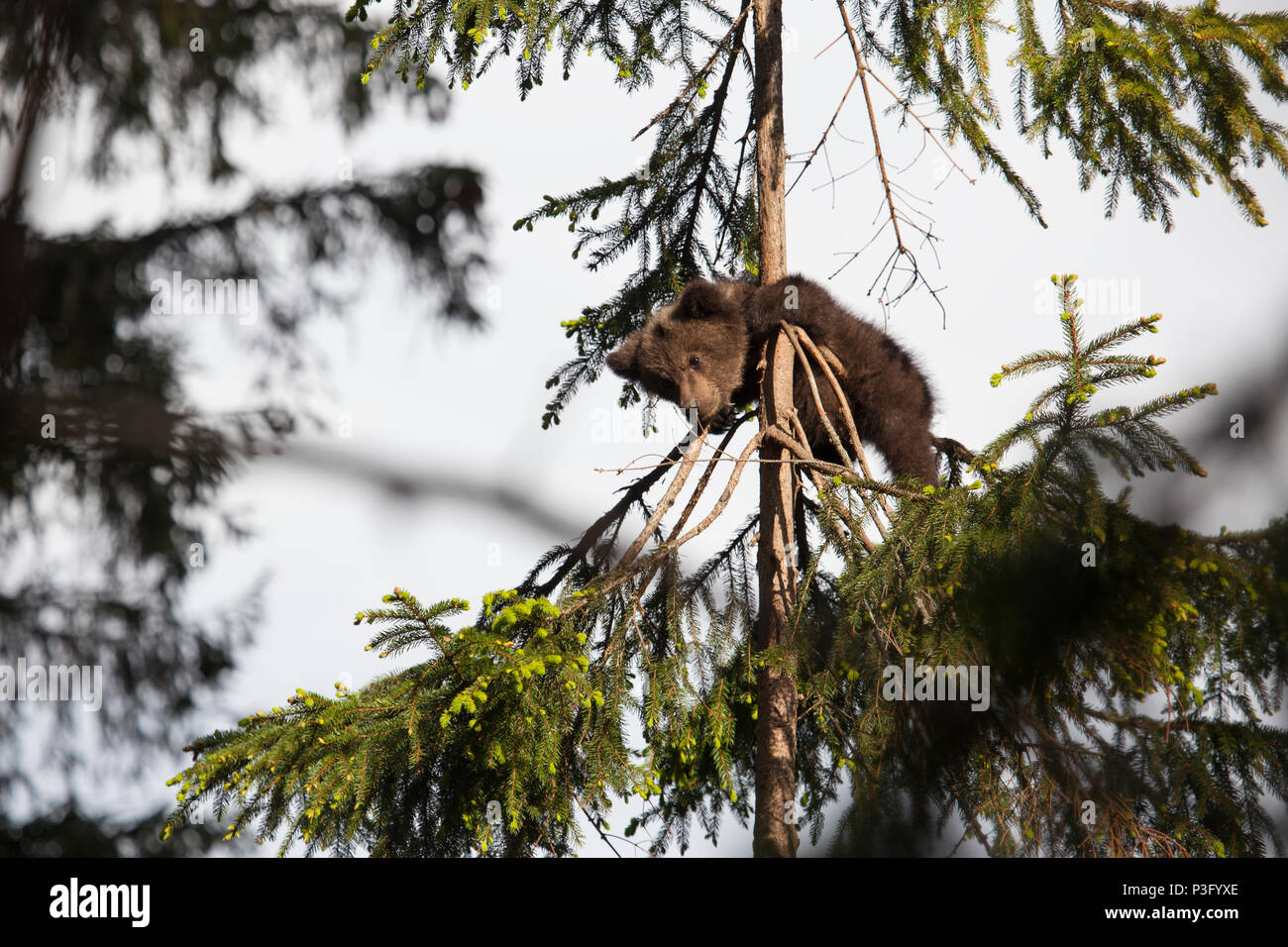 adorable baby bear cub stuck in spruce tree alone looking down Stock ...