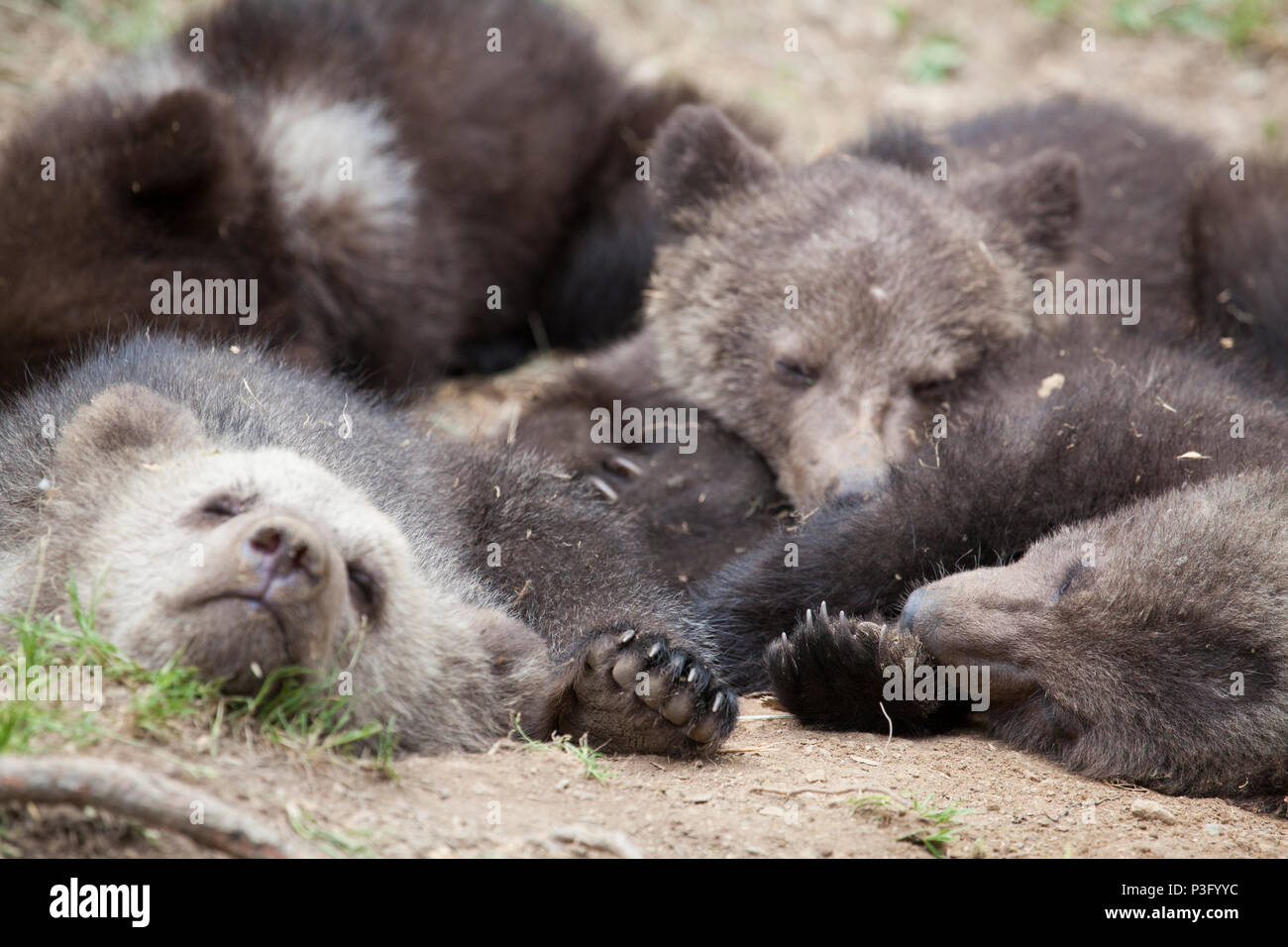 Cub bear sleep tree hi-res stock photography and images - Alamy