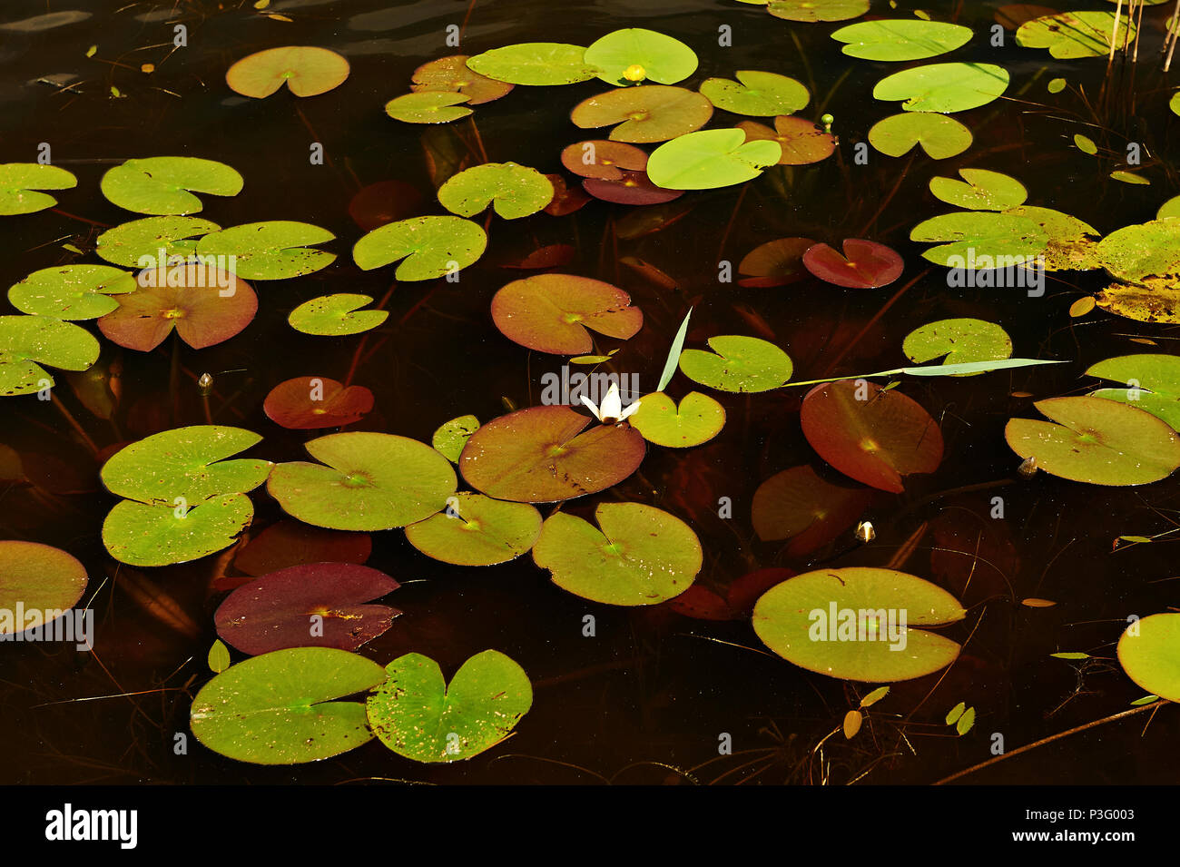 Water lilies blooming in the spring on the lake Stock Photo - Alamy