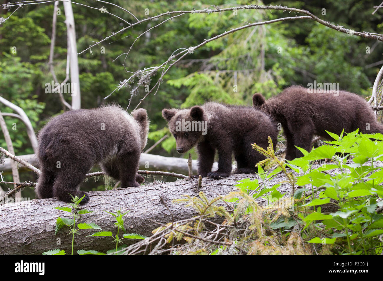 three bear cubs walking on a fallen tree in green forest on looking at ...