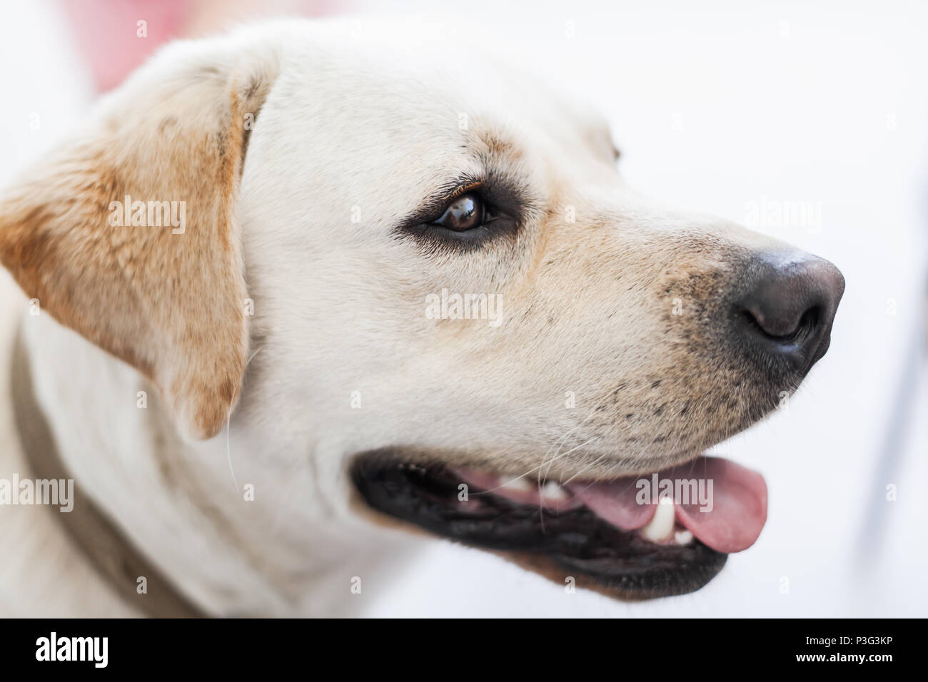 Labrador dog profile portrait head hi-res stock photography and images ...