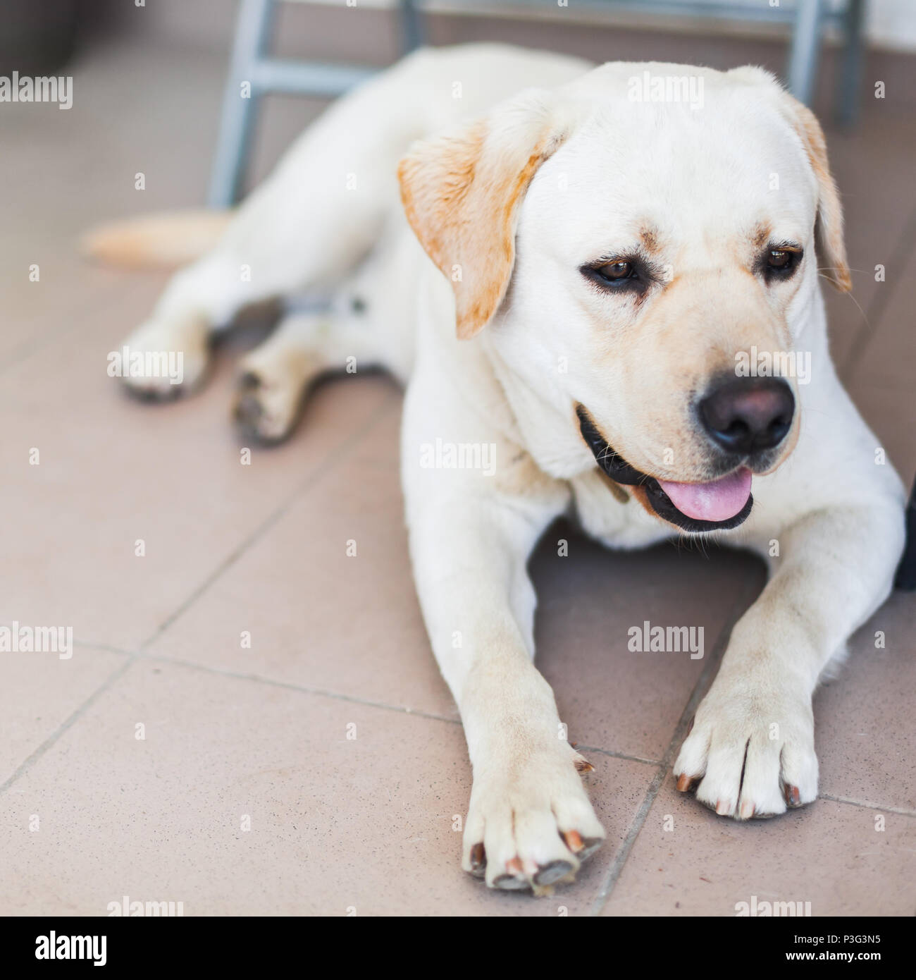 Tiling portrait hi-res stock photography and images - Alamy