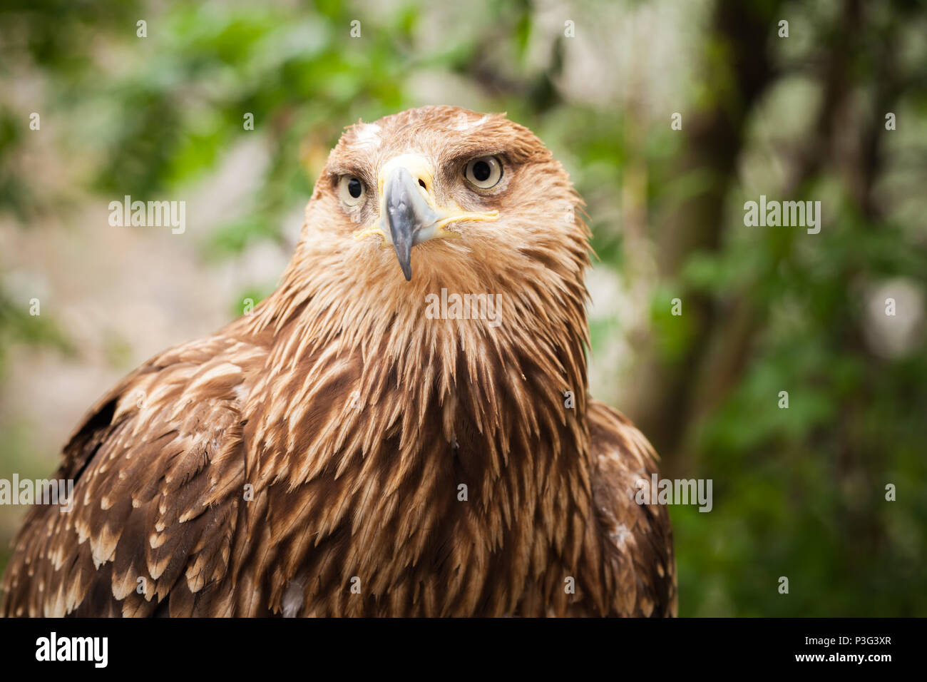 Close-up photo of golden eagle Aquila chrysaetos, one of the best-known ...