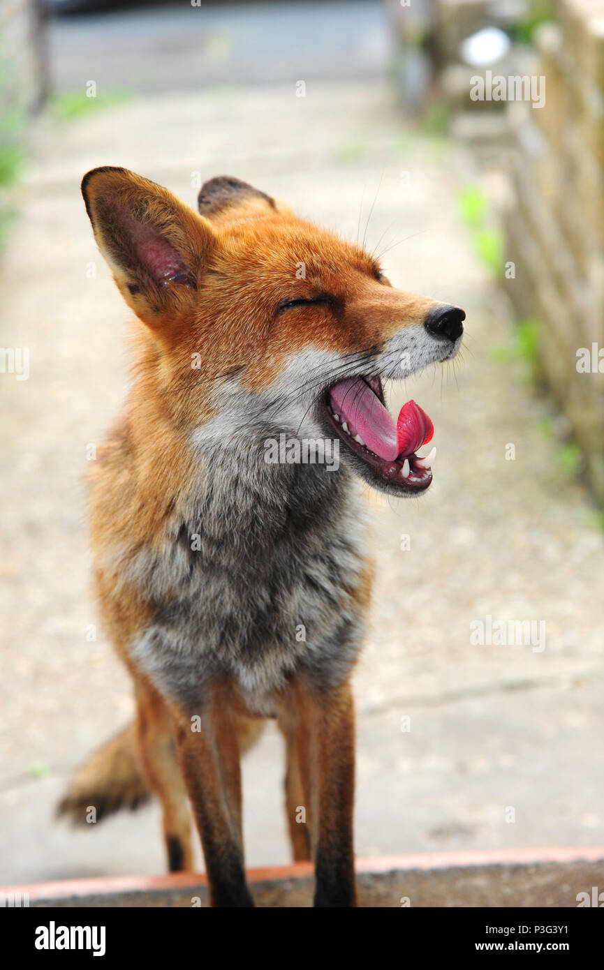Urban red fox yawning Stock Photo - Alamy