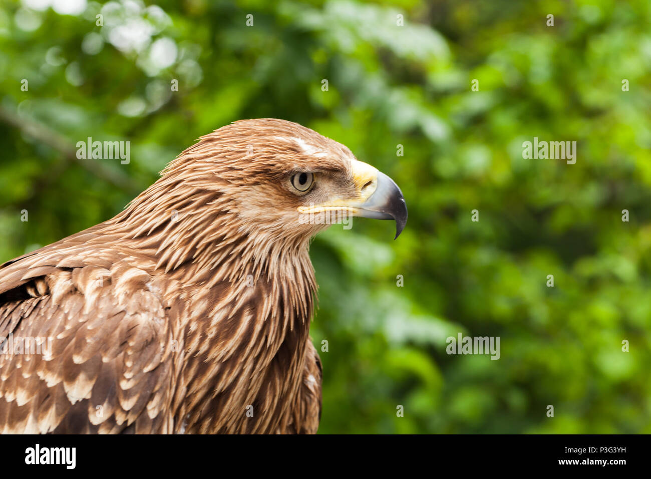Close-up photo of golden eagle Aquila chrysaetos, one of the best-known ...