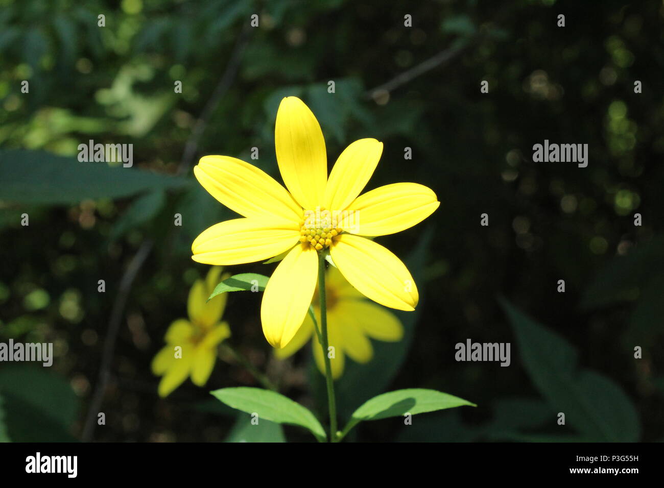 These are some of the flowers, insects, and wildlife found in Upstate ...