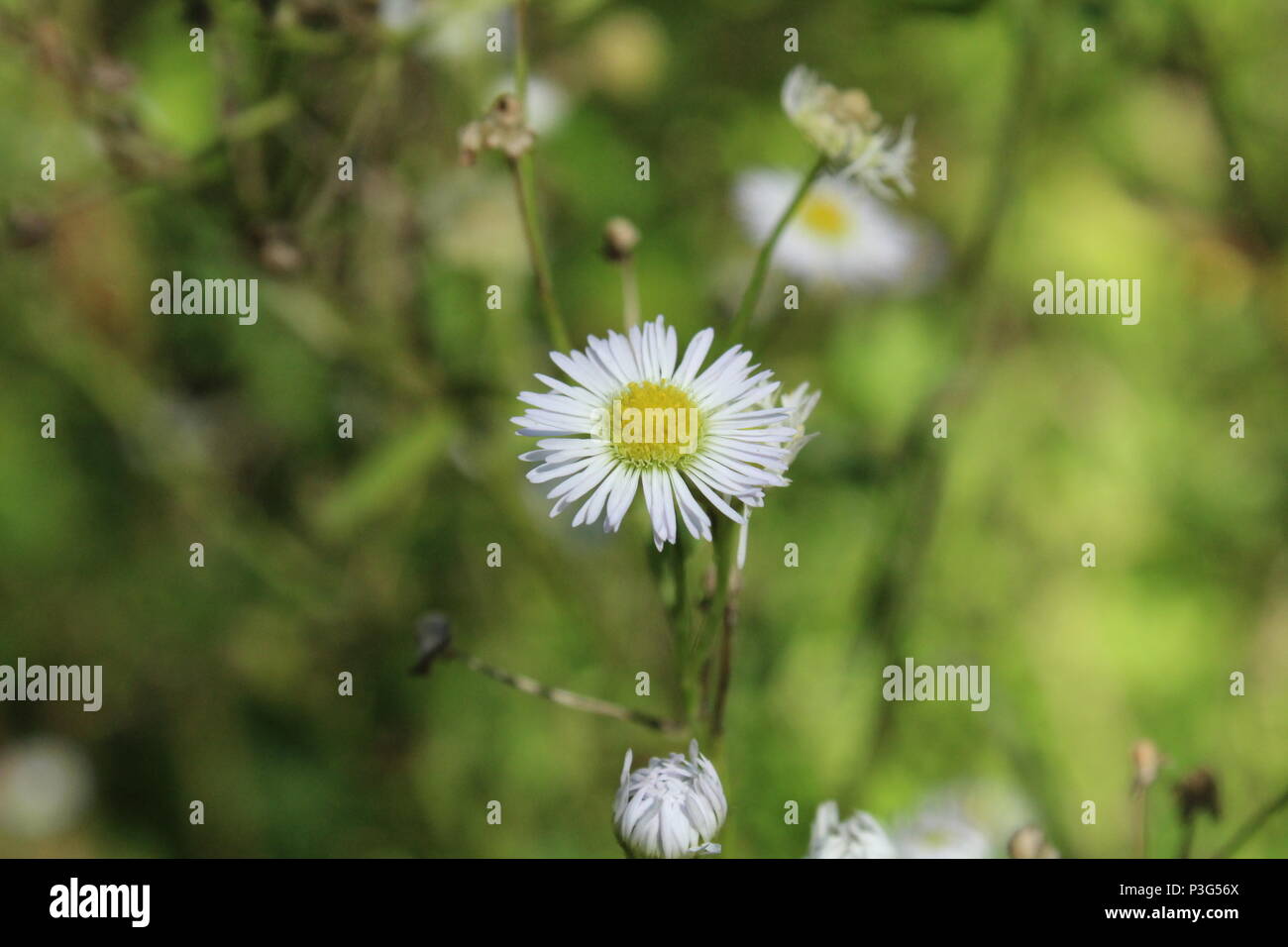 These are some of the flowers, insects, and wildlife found in Upstate ...