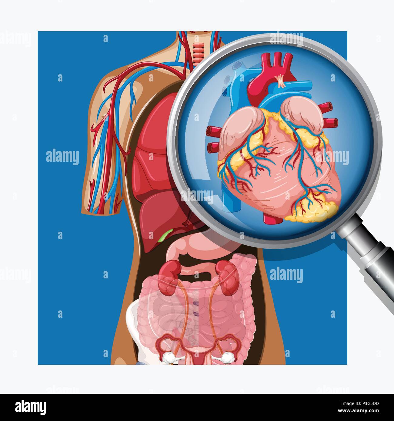 Anatomy of Human Heart in Body illustration Stock Vector Image & Art ...