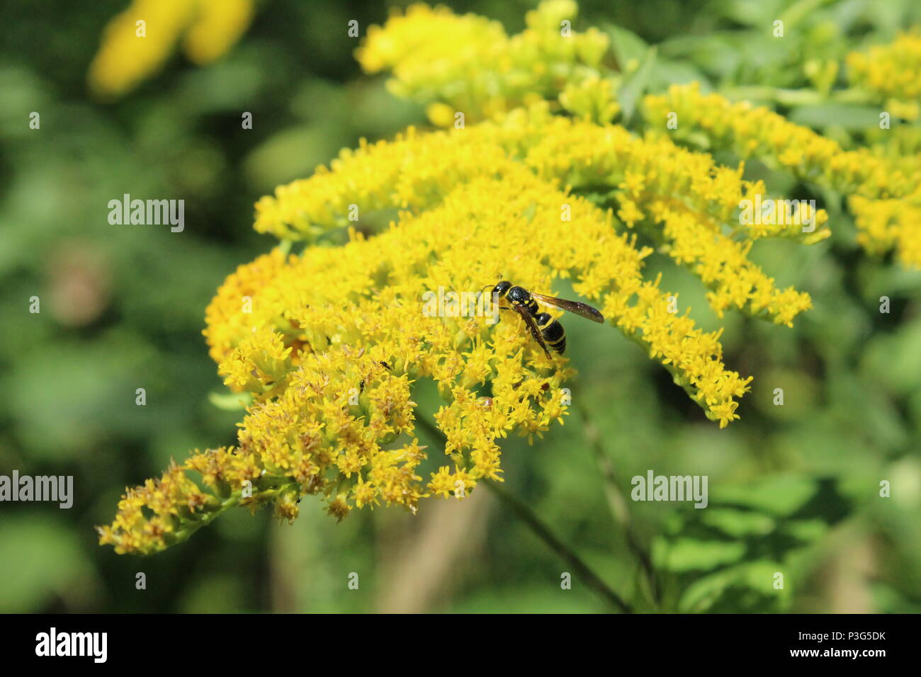 These are some of the flowers, insects, and wildlife found in Upstate ...