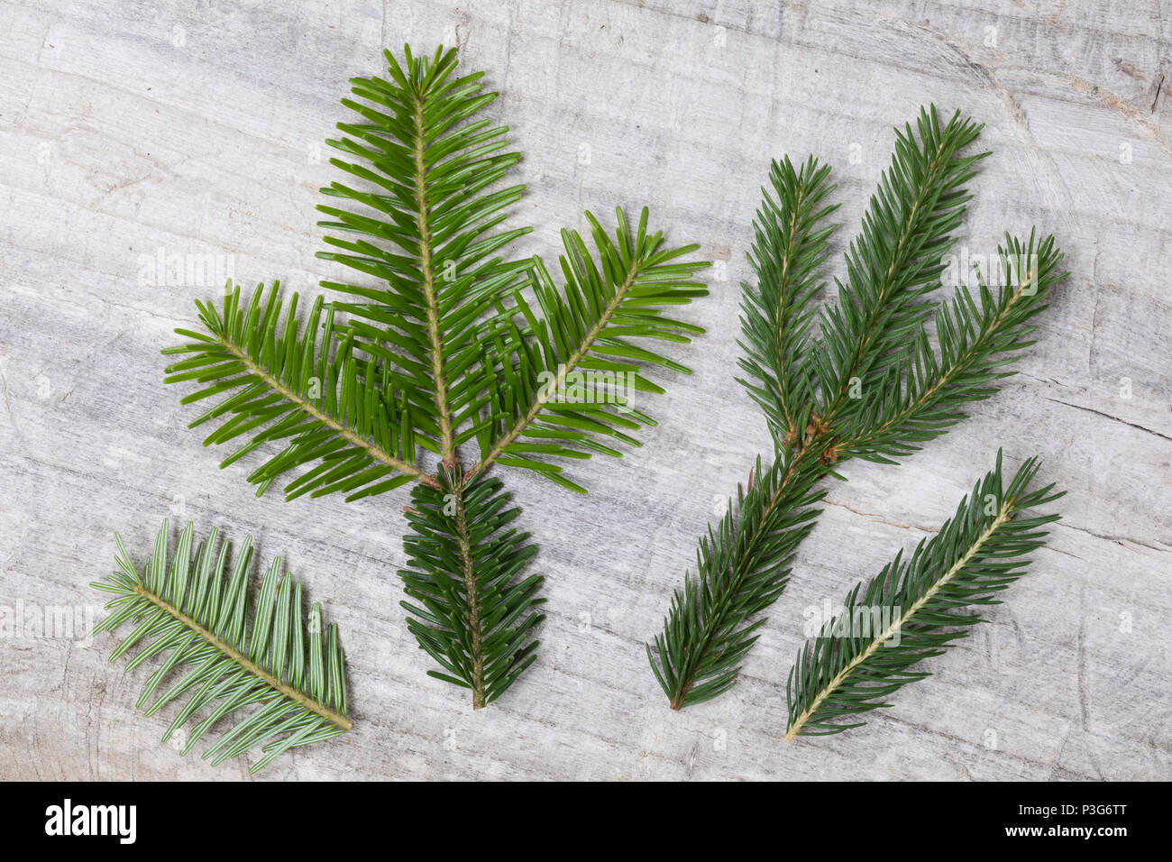Vergleich Fichte (rechts), Weißtanne (links). Gewöhnliche Fichte ...