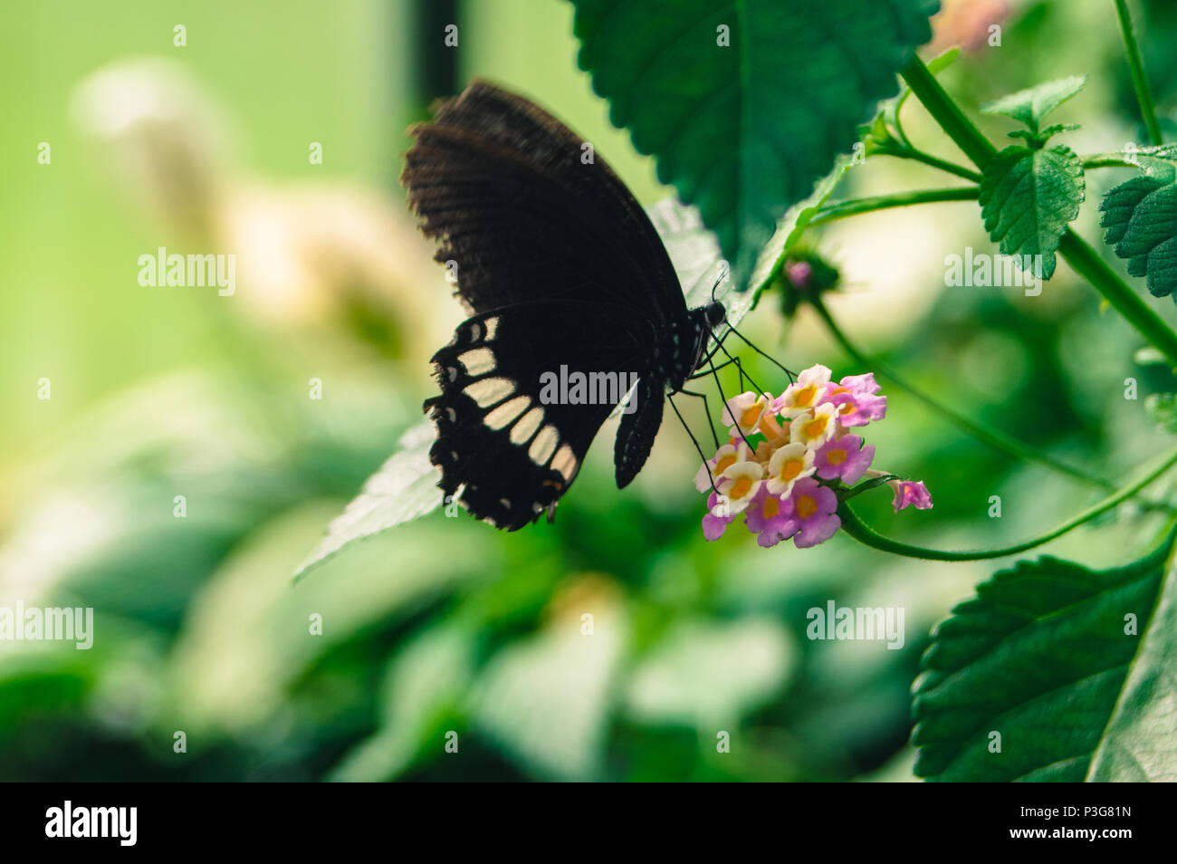 The most beautiful butterfly in the world Stock Photo - Alamy