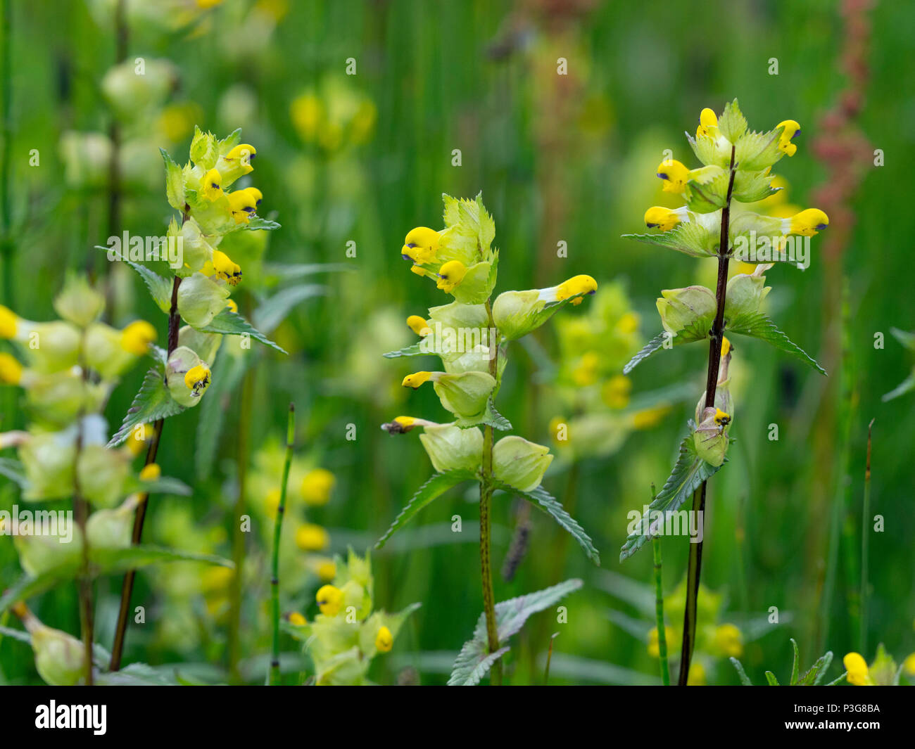 Yellow rattle flowers hi-res stock photography and images - Alamy