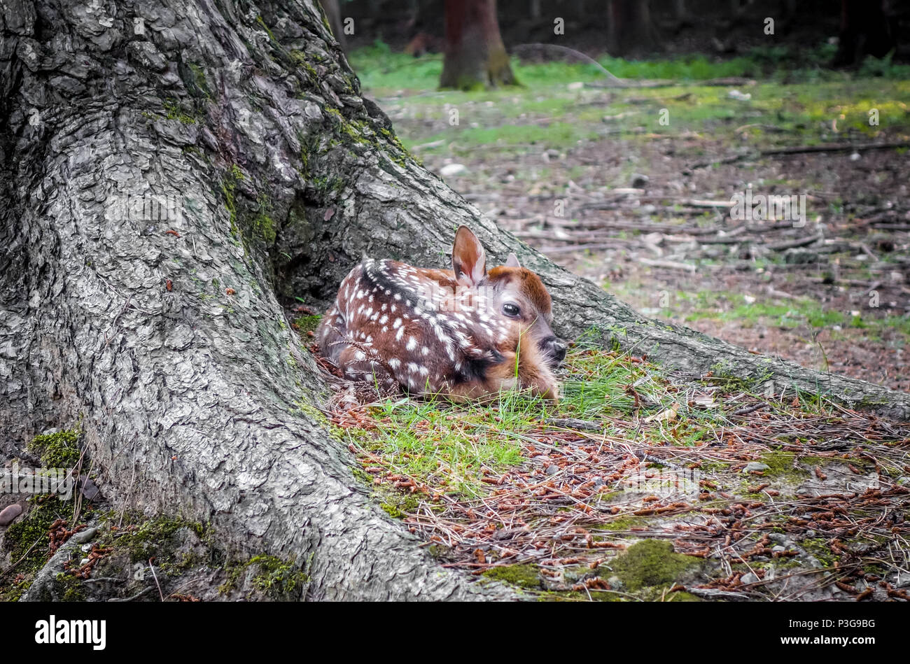 New born Sika fawn deer in Nara Park forest, Japan Stock Photo - Alamy