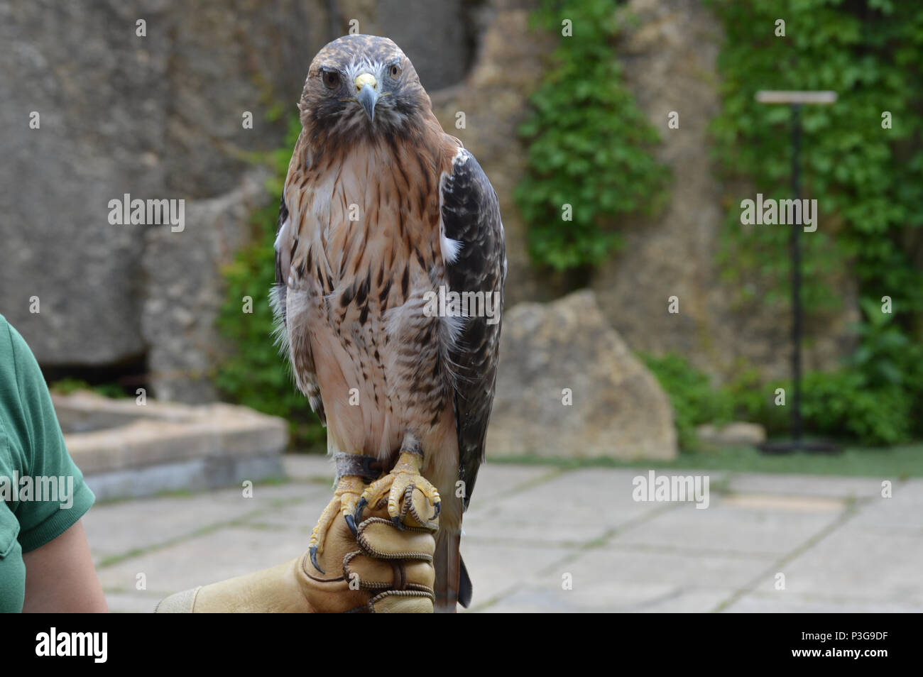 Close up of a red tailed hawk Stock Photo - Alamy