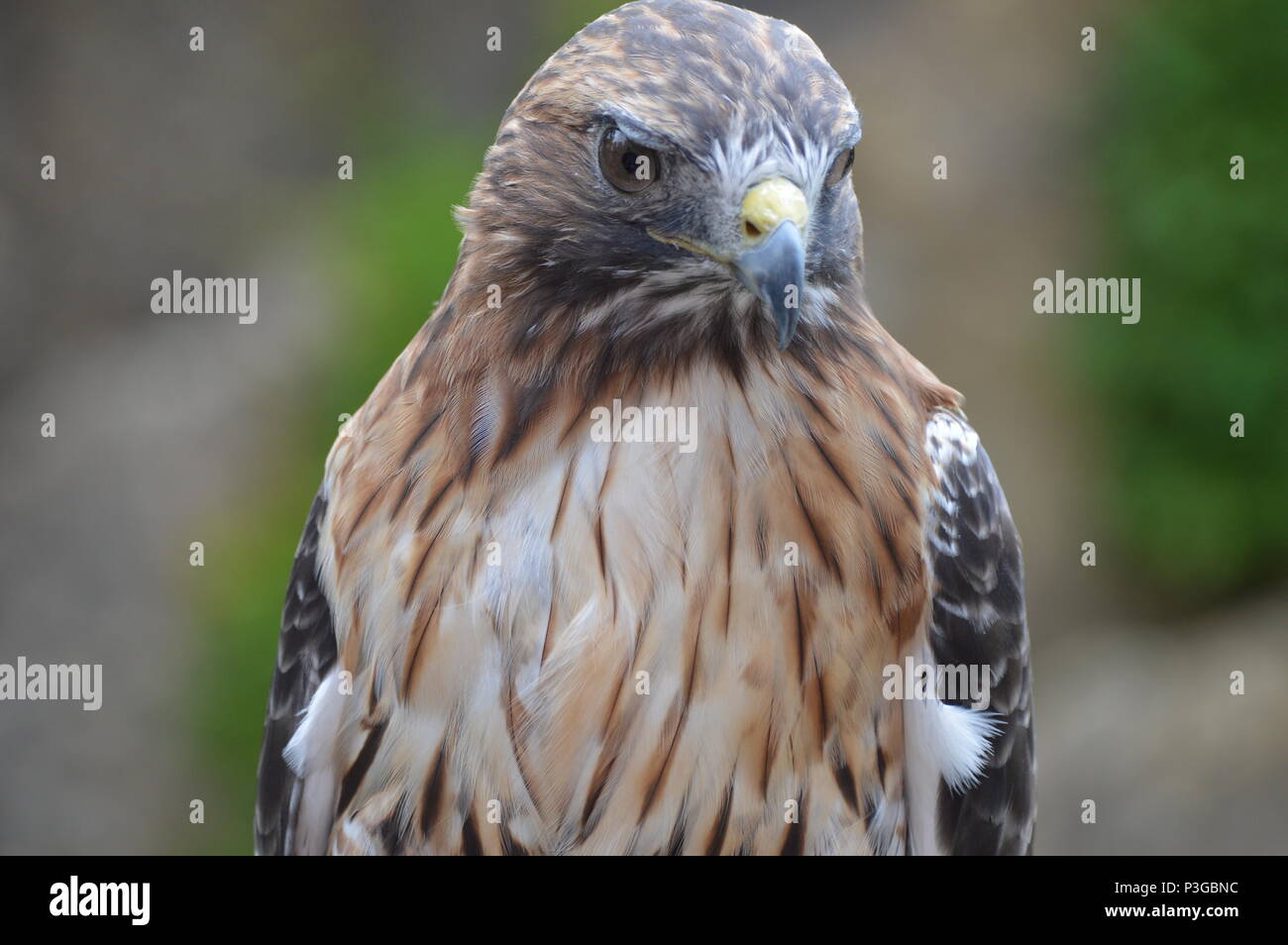 Close up of a red tailed hawk Stock Photo - Alamy