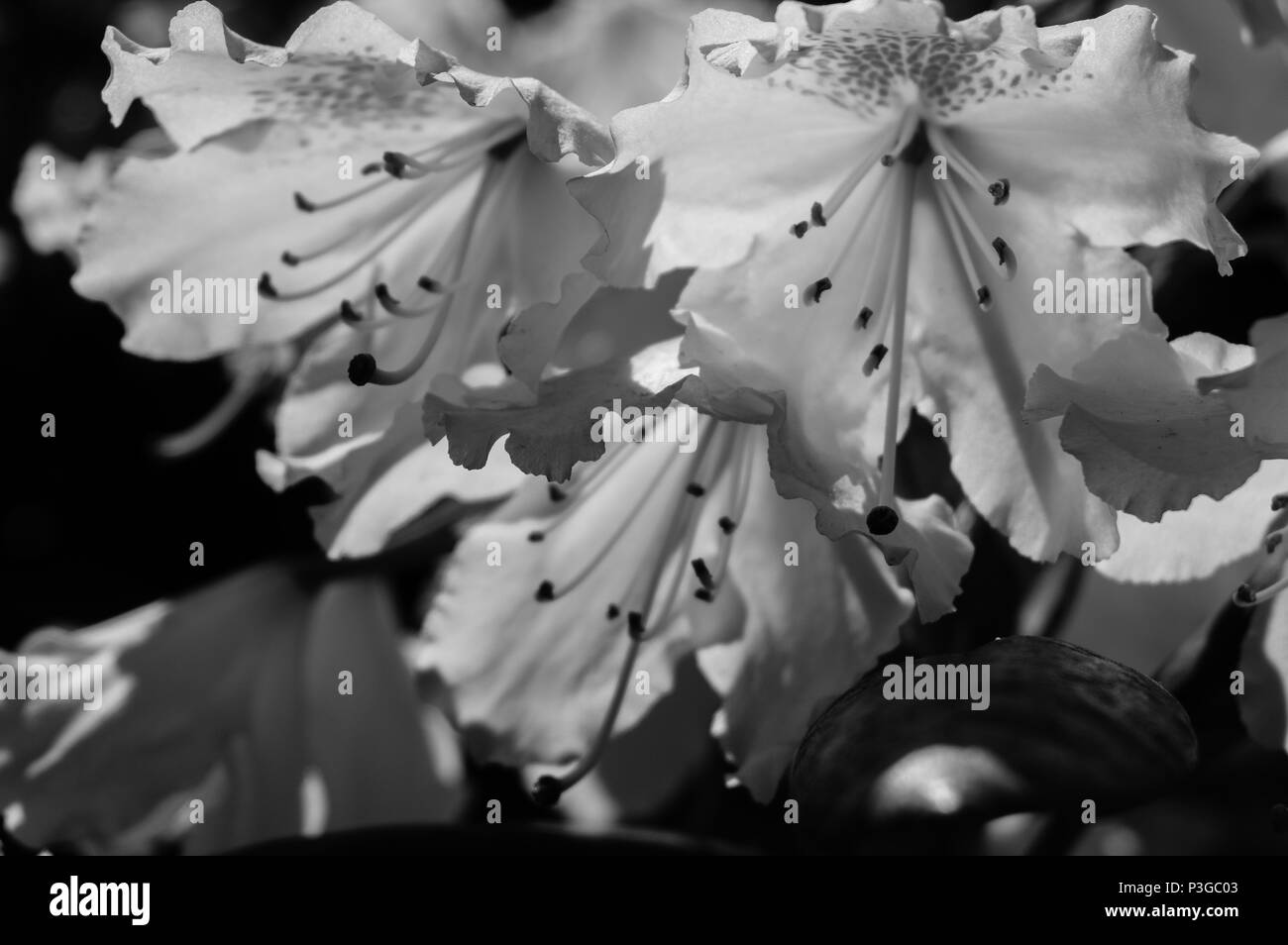 Rhododendron's Black and White Stock Photos & Images - Alamy