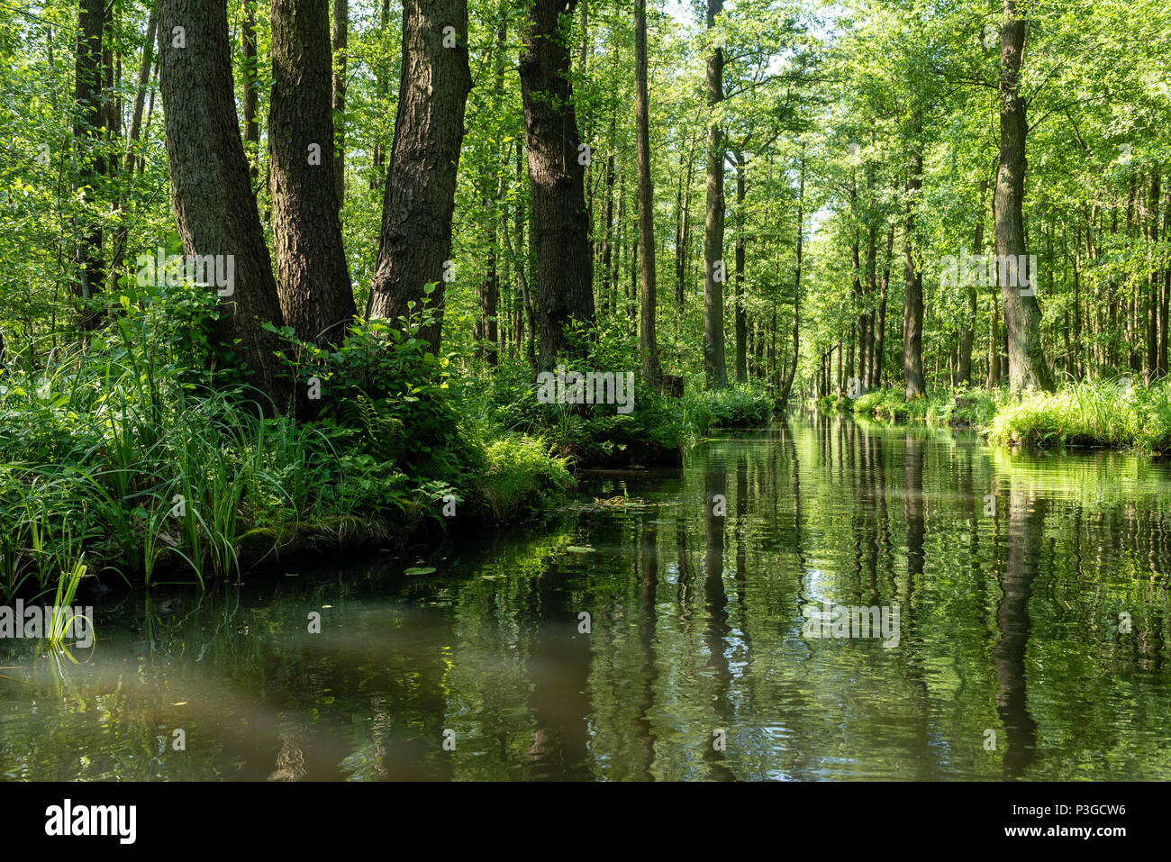 The Spreewald (German for "Spree Woods"; in Lower Sorbian: Błota) is a ...