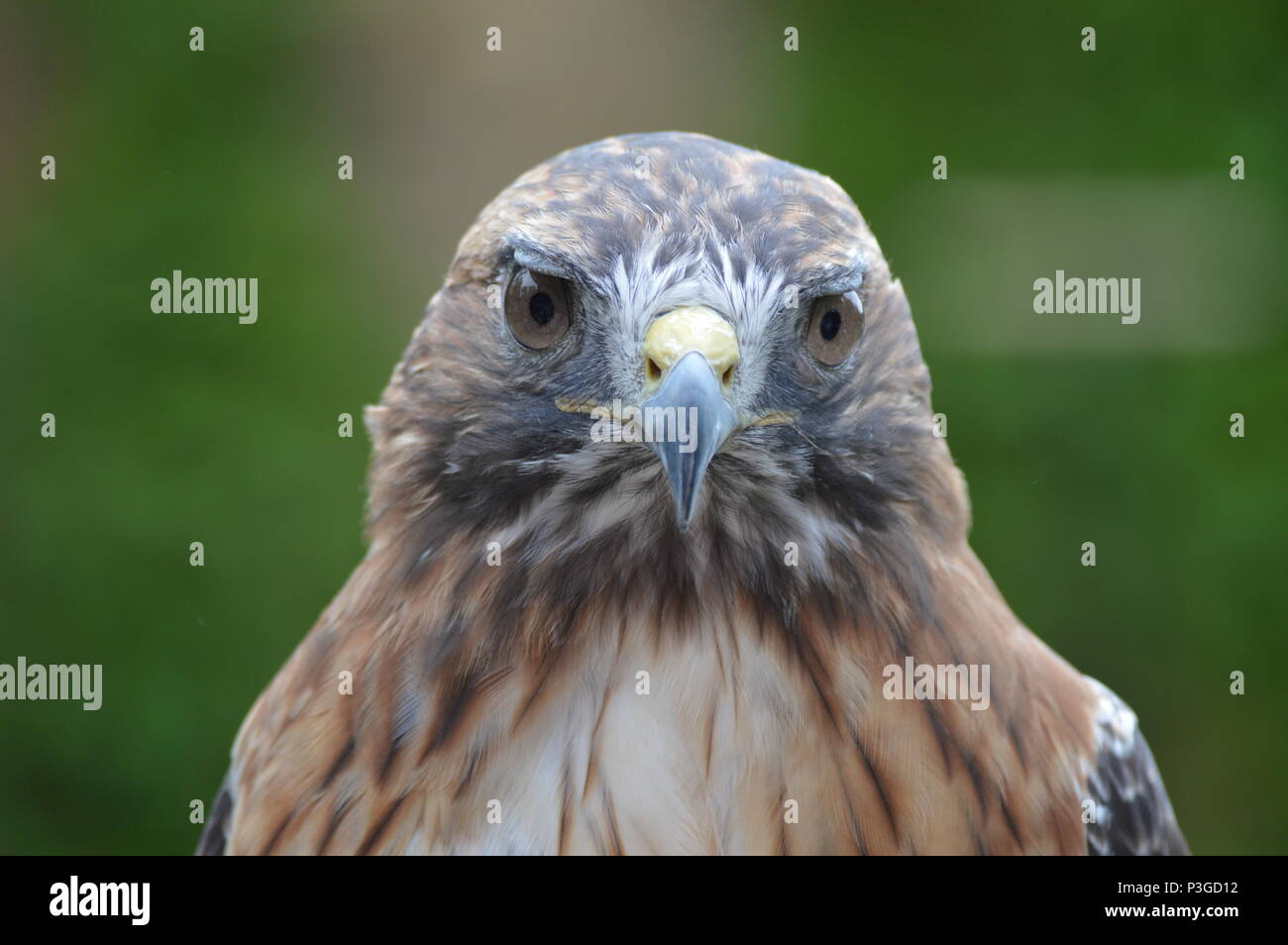 Close up of a red tailed hawk Stock Photo - Alamy