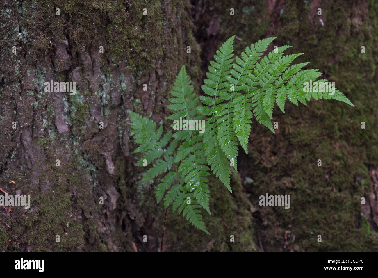 Branch of a Fern Growing From Tree Bark in a Shady Forest Stock Photo ...