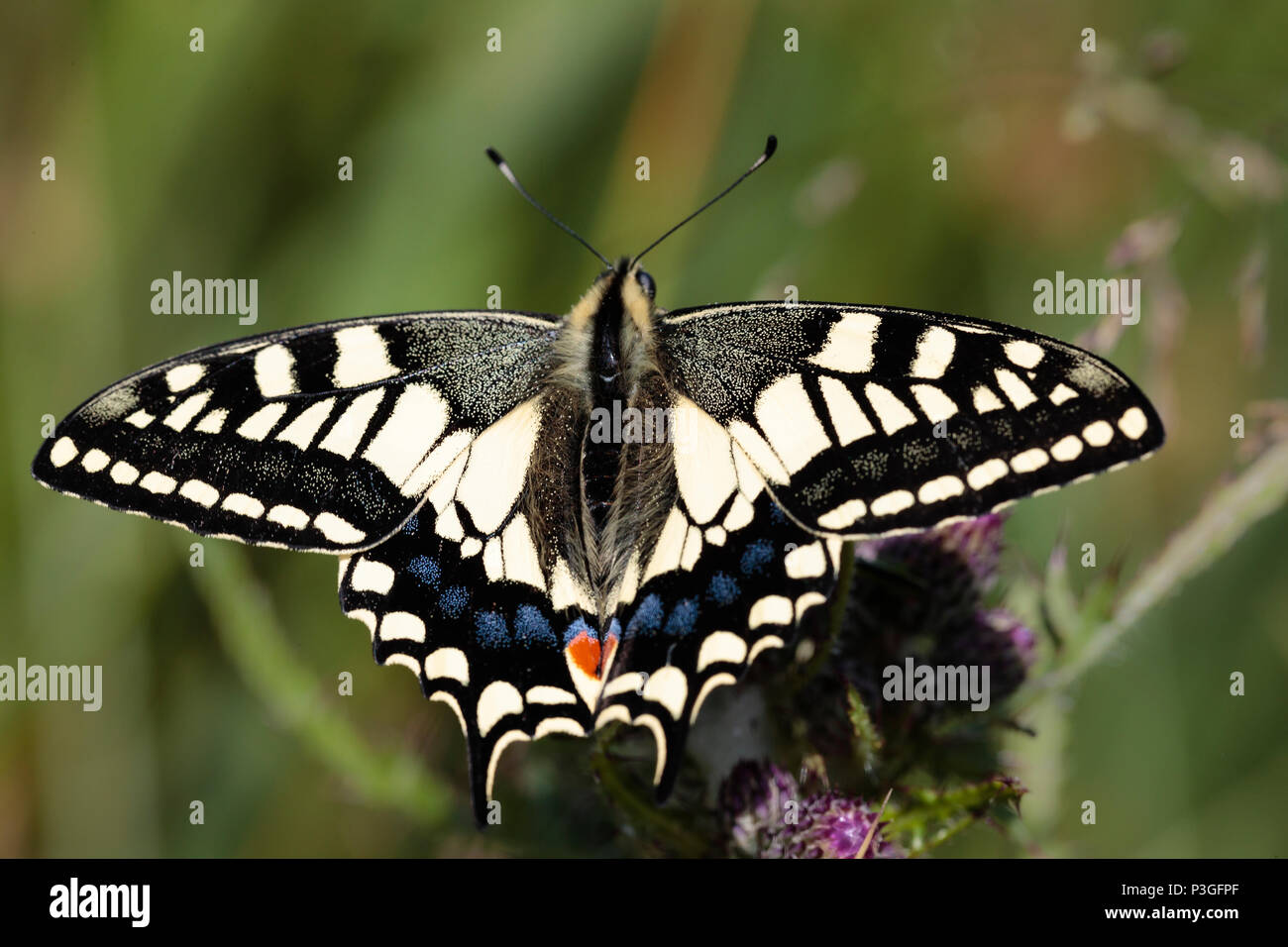 Swallowtail buttefly feeding on Stock Photo - Alamy