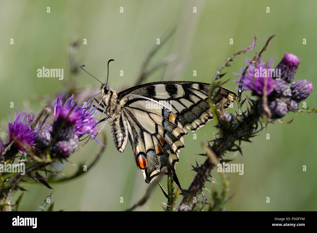 Swallowtail buttefly feeding on Stock Photo - Alamy