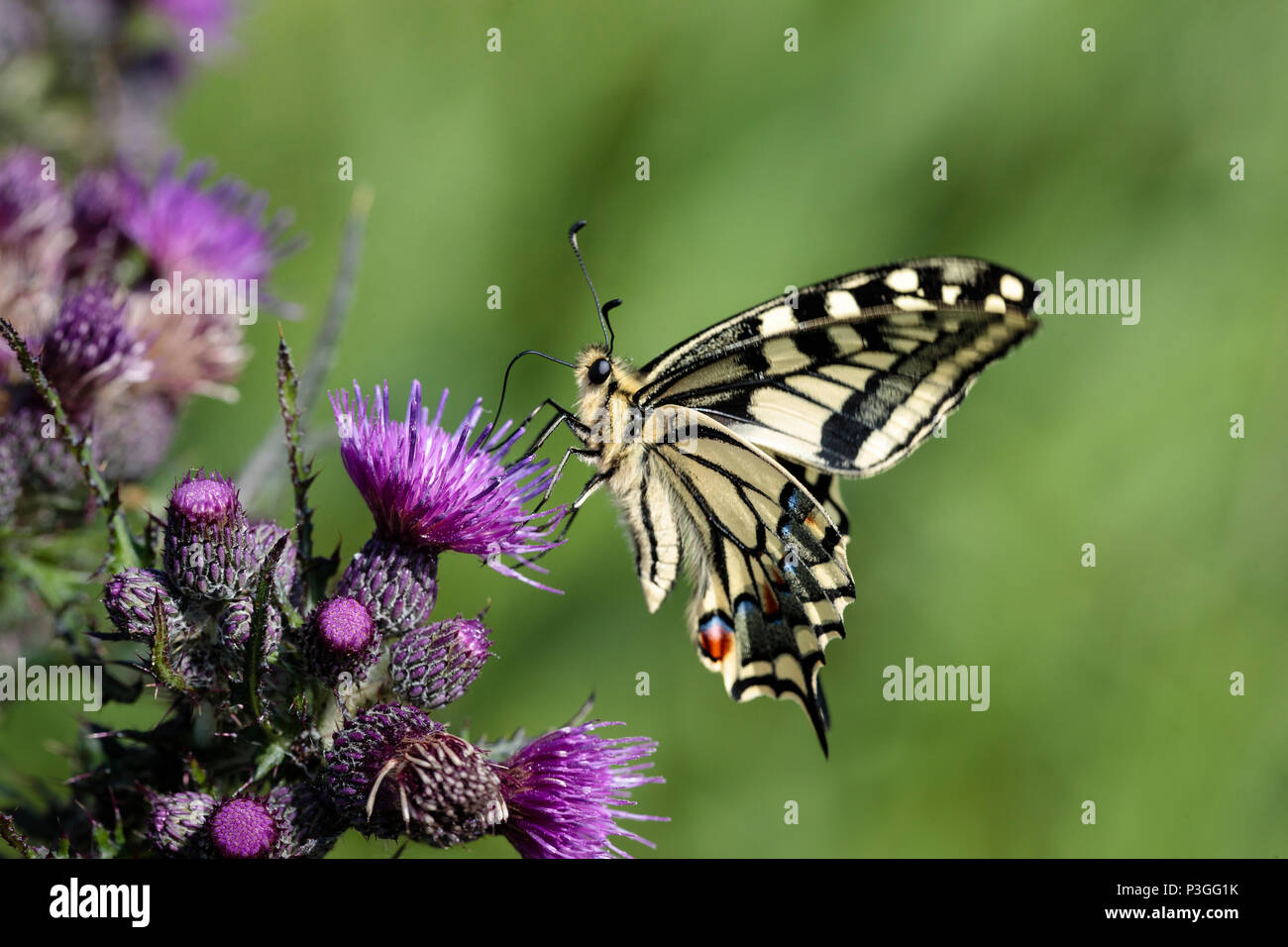 Swallowtail butterfly norfolk hi-res stock photography and images - Alamy