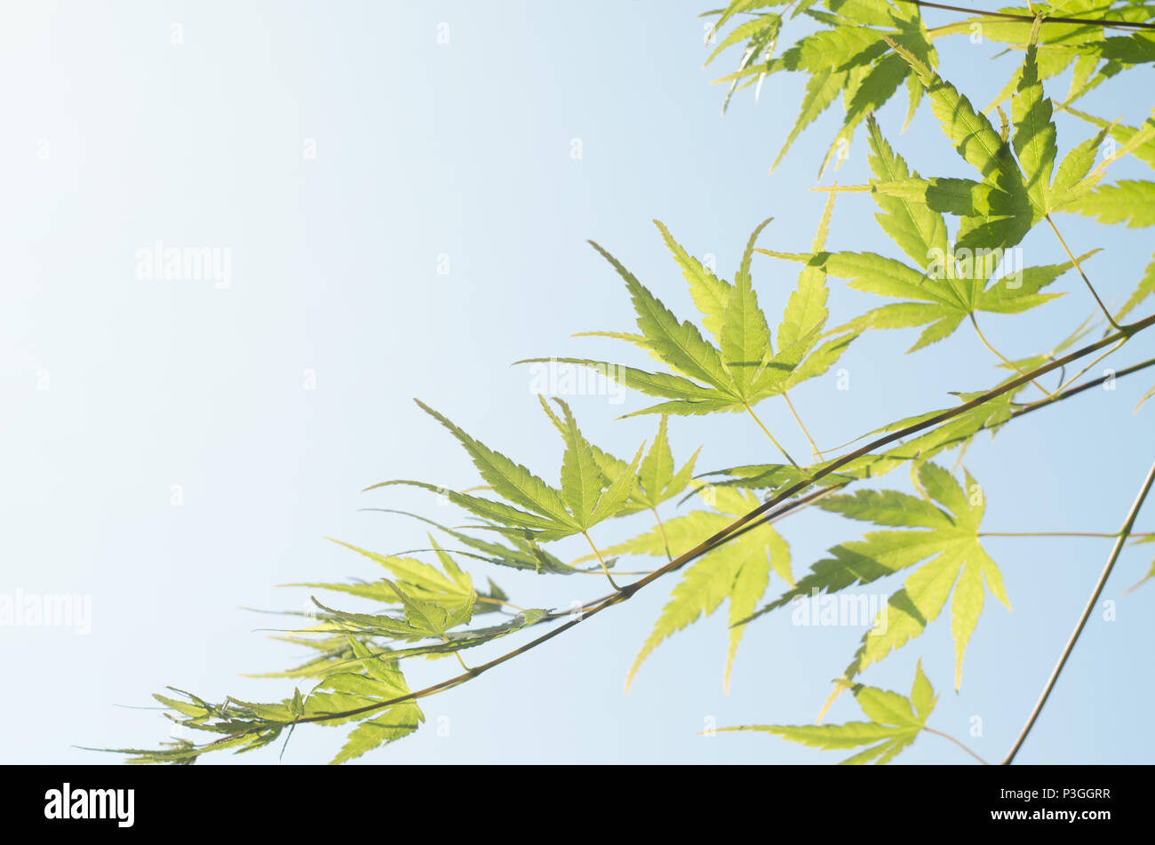 Green leaf of Japanese maple. Summer time background Stock Photo - Alamy