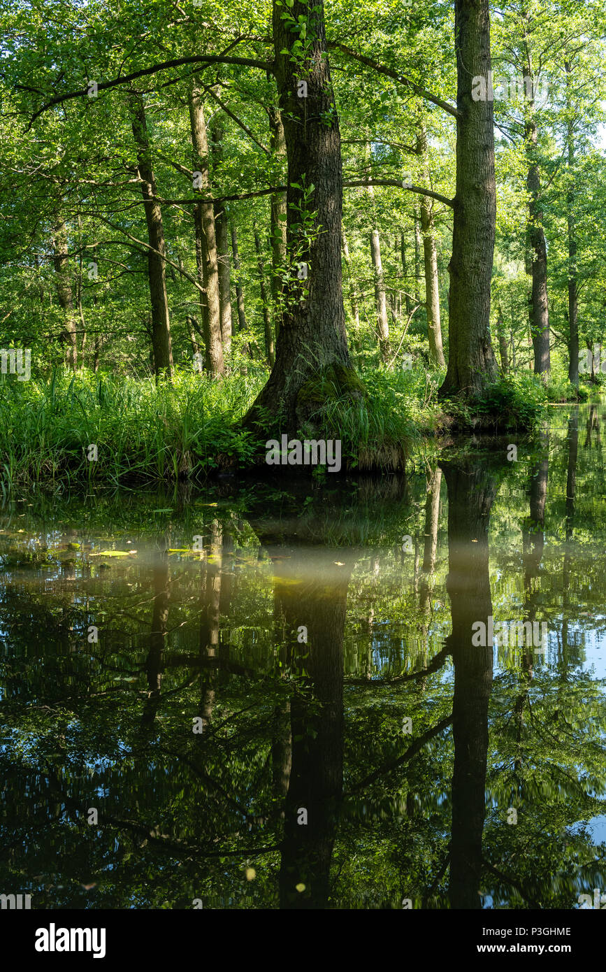 The Spreewald (German for "Spree Woods"; in Lower Sorbian: Błota) is a ...