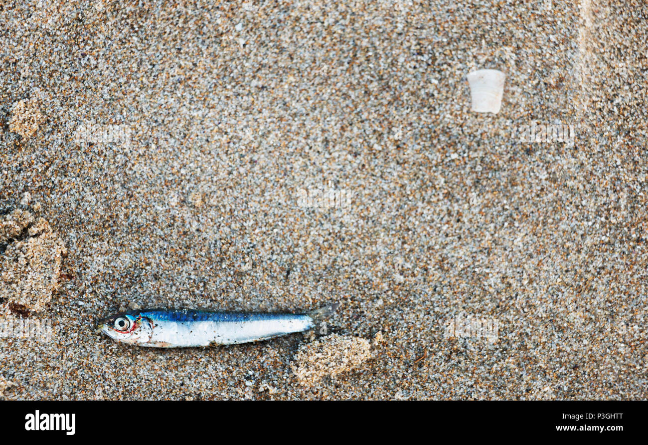 Shell dead fish hi-res stock photography and images - Alamy