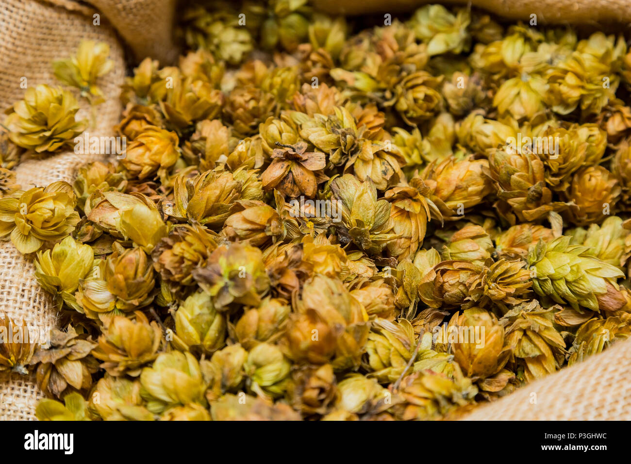 Dried hops hi-res stock photography and images - Alamy