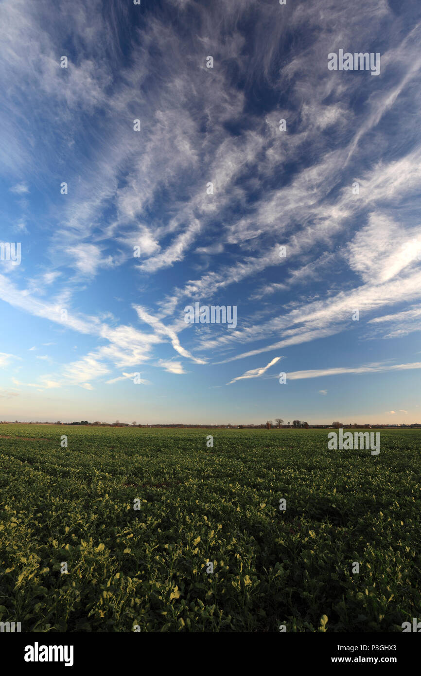 Fenland hi-res stock photography and images - Alamy