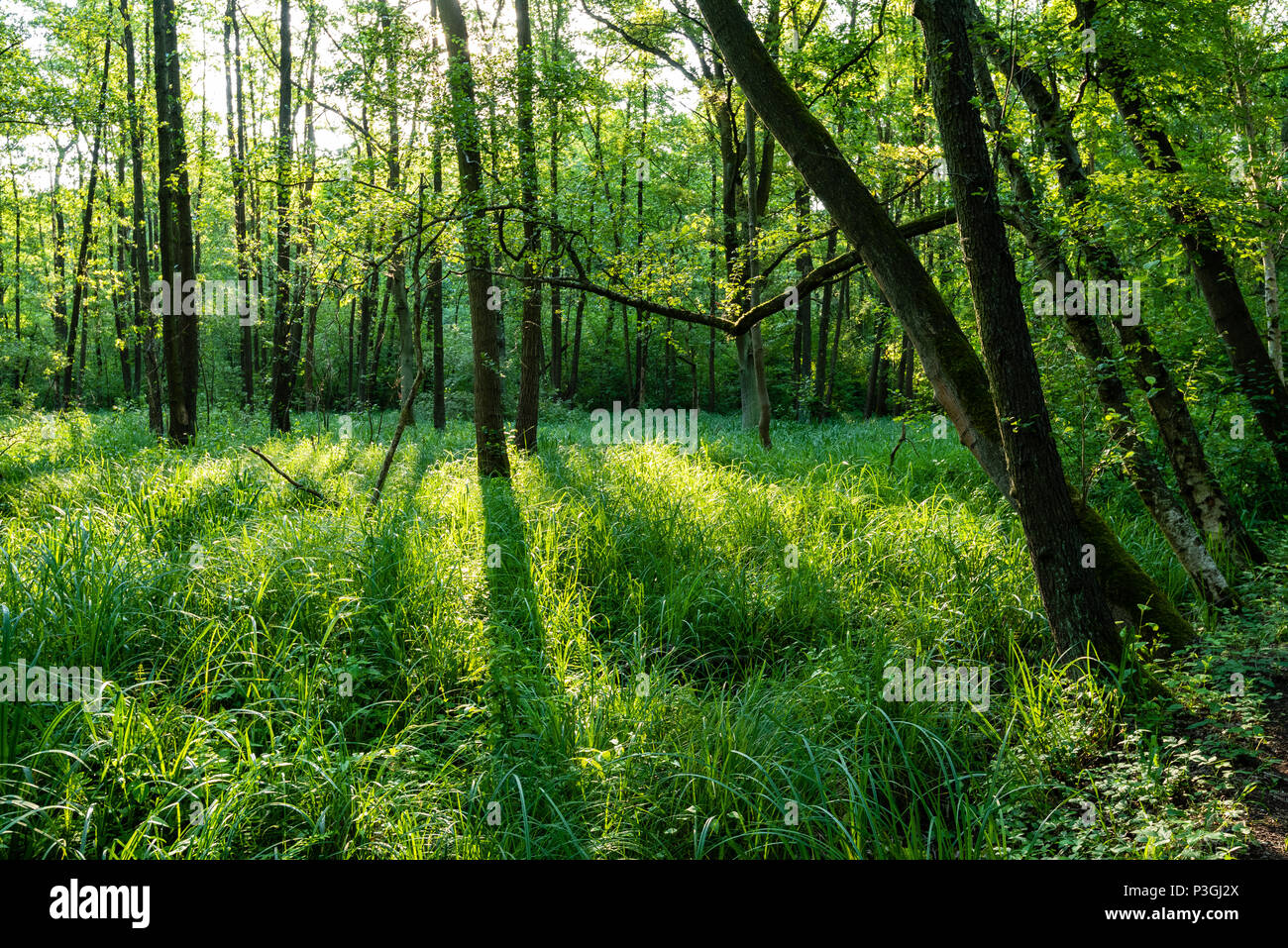 Unesco spreewald biosphere reserve hi-res stock photography and images ...