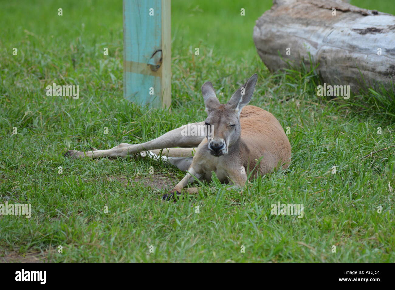 Kangaroo laying in the grass Stock Photo - Alamy