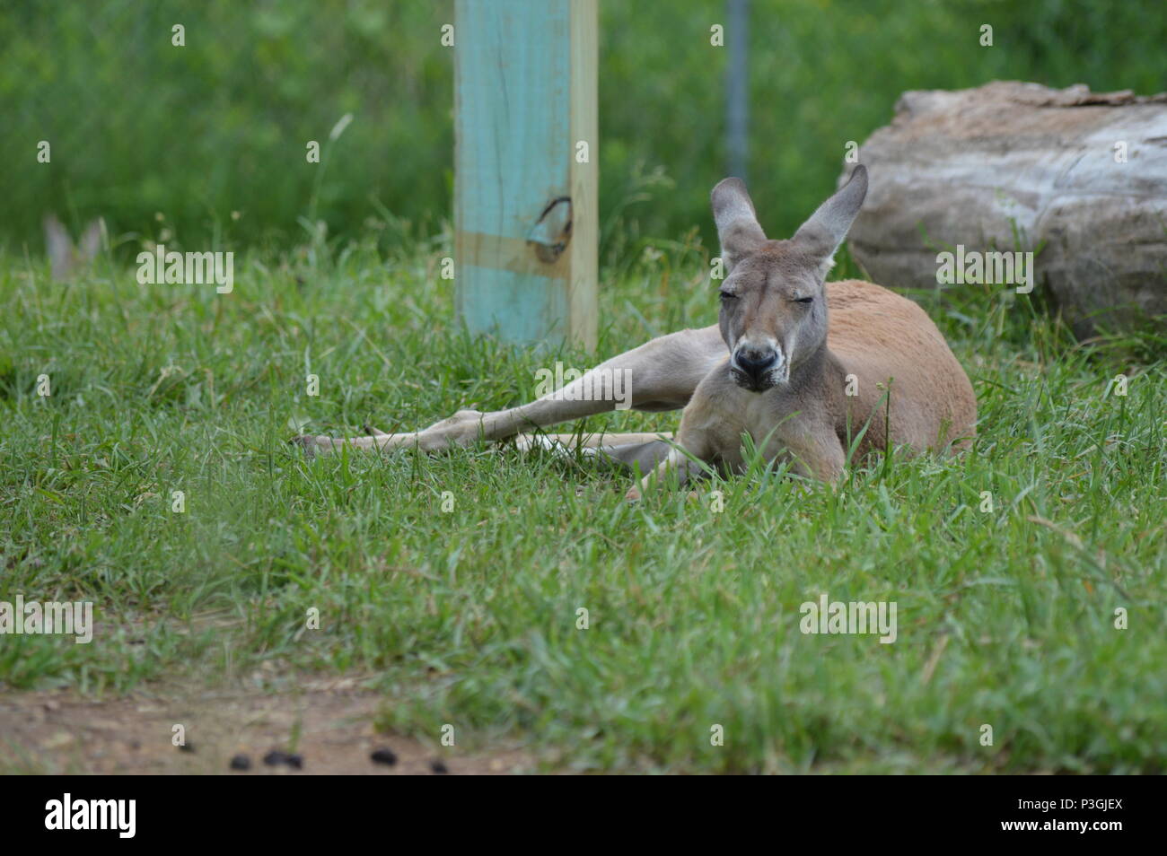 Kangaroo laying in the grass Stock Photo - Alamy