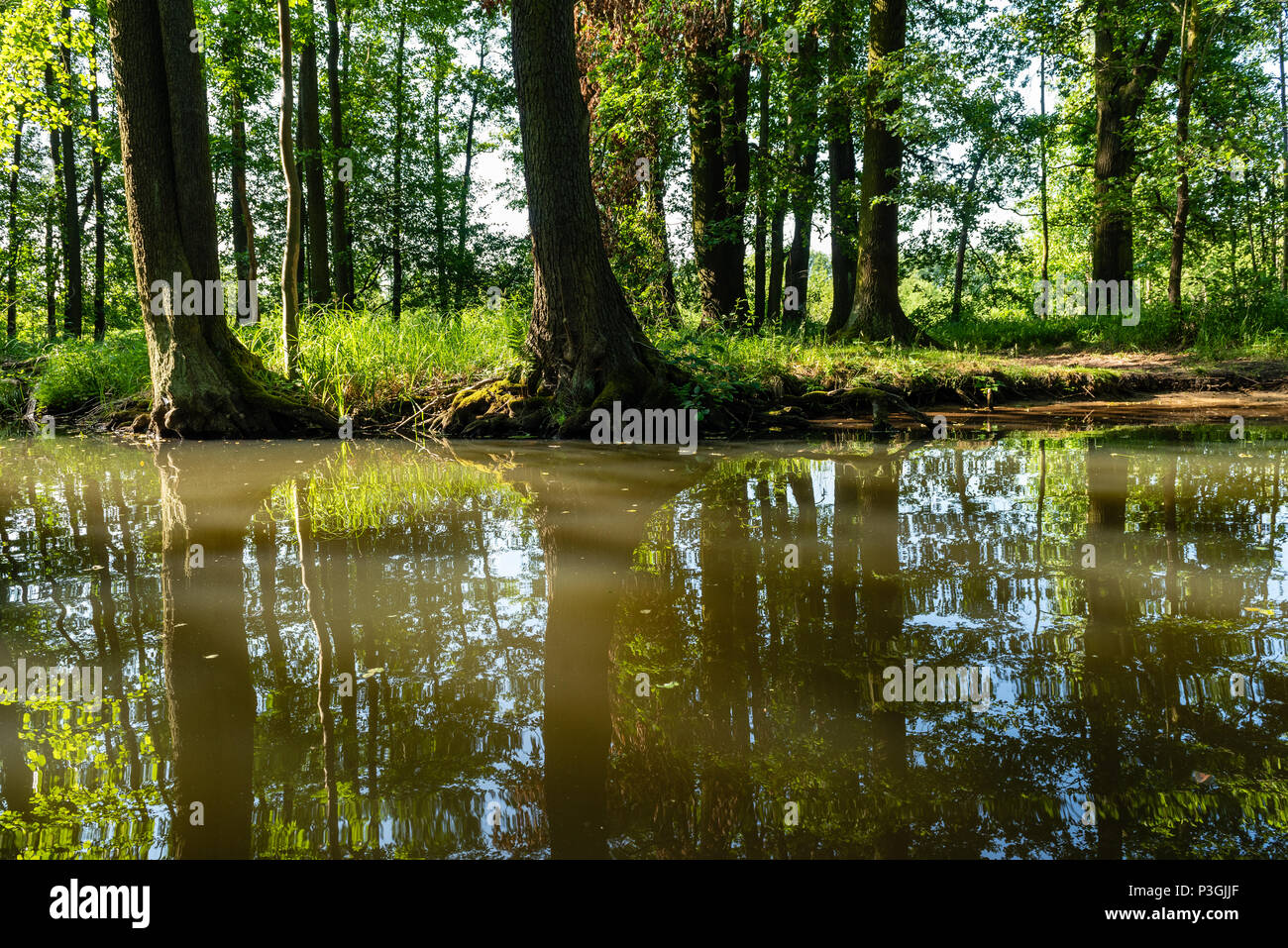 The Spreewald (German for "Spree Woods"; in Lower Sorbian: Błota) is a ...