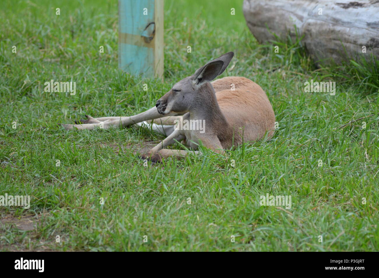 Kangaroo laying in the grass Stock Photo - Alamy