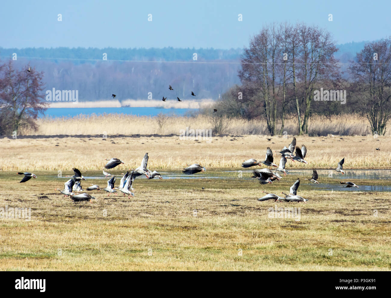 Flock of greylag geese flying over fields in spring in Poland Stock ...