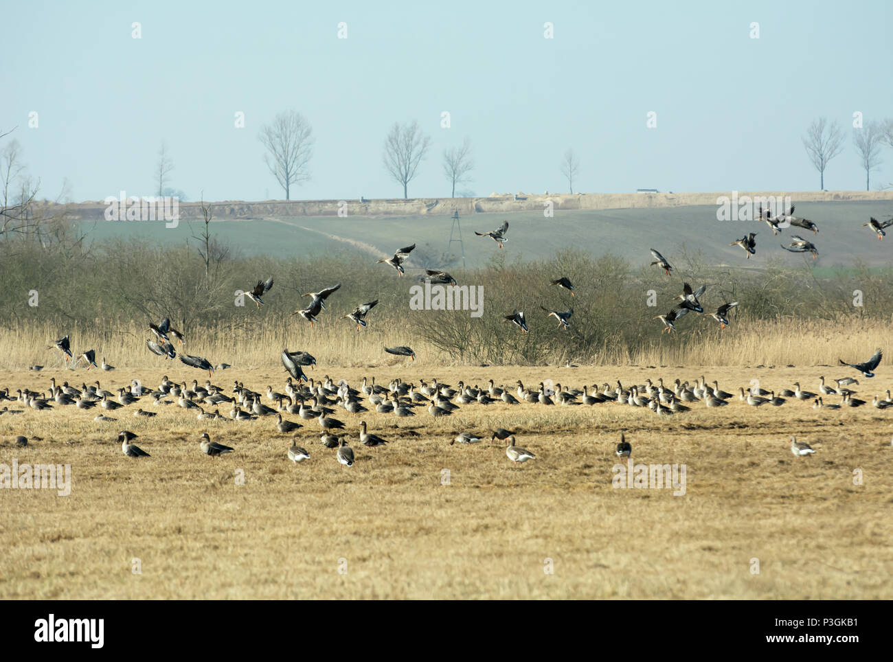 Flock of greylag geese resting on Polish fields on their way north in ...