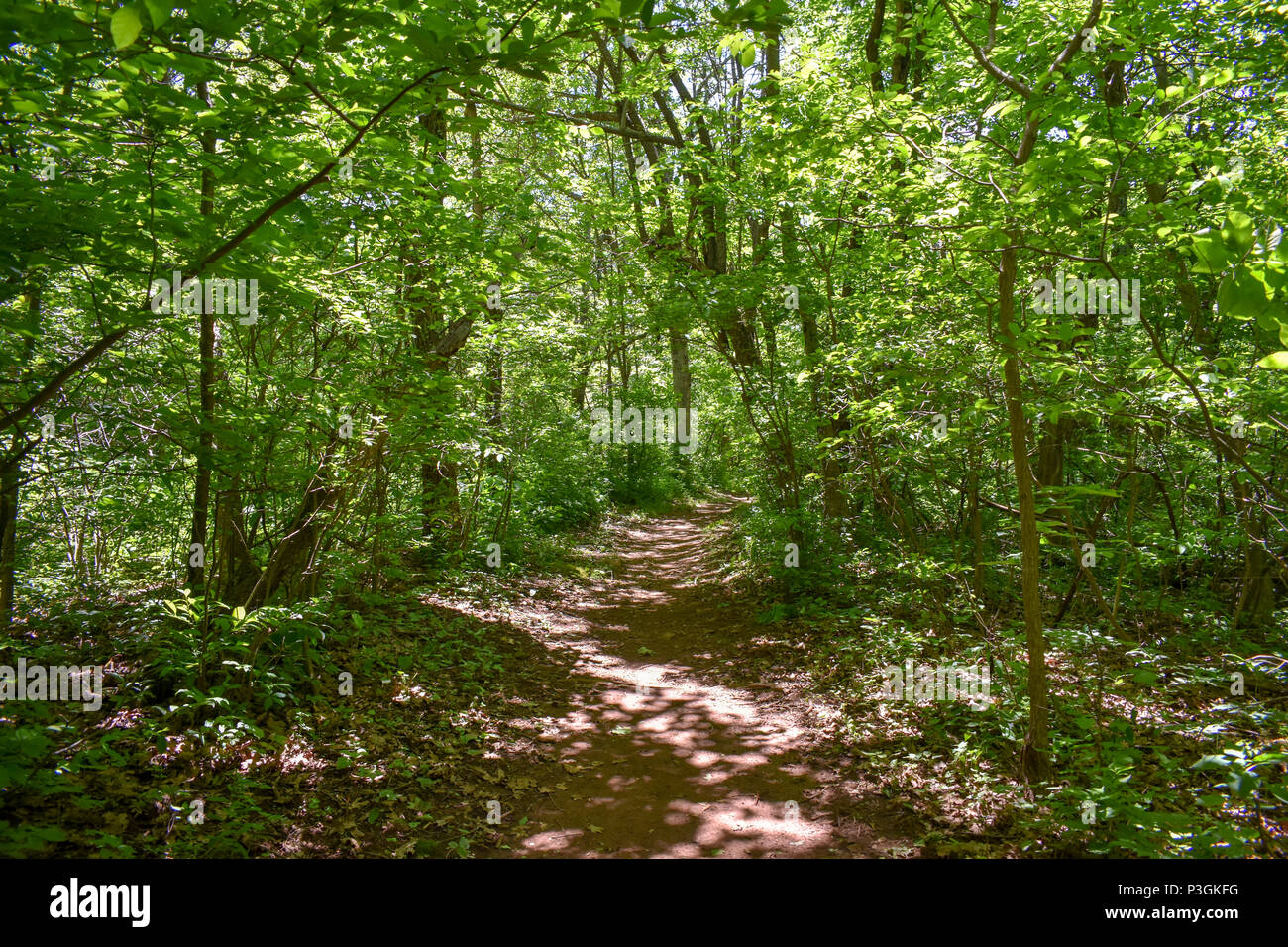A forrest path Stock Photo - Alamy